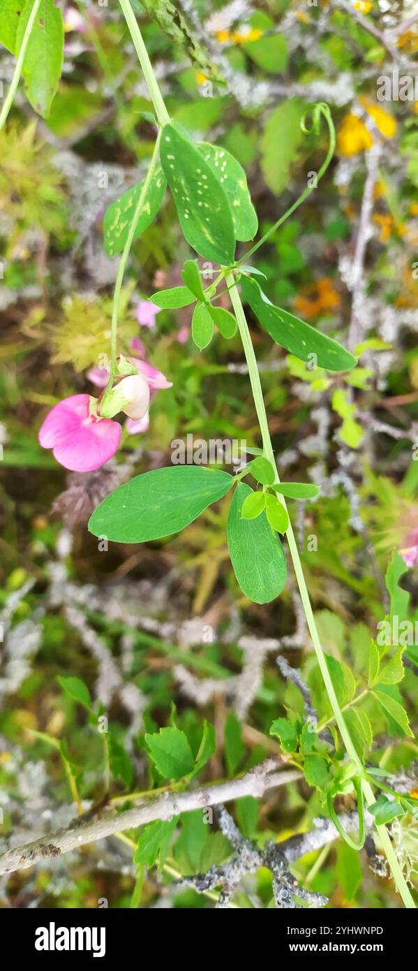 tuberous pea (Lathyrus tuberosus Stock Photo - Alamy