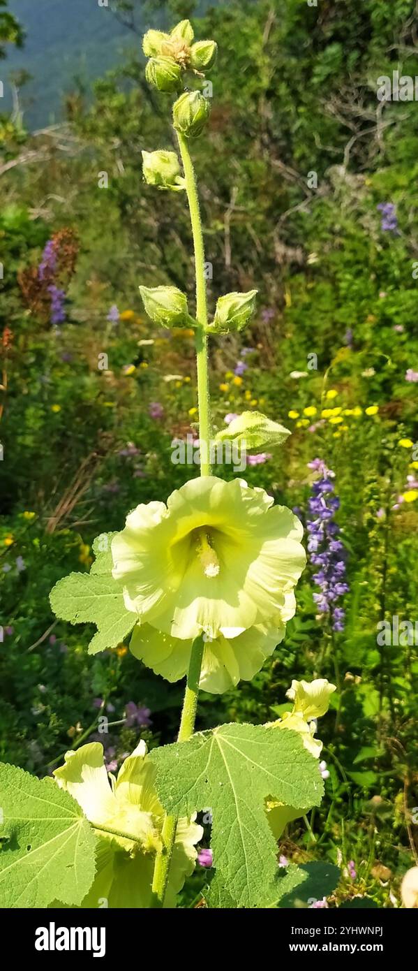 Russian Hollyhock (Alcea rugosa Stock Photo - Alamy
