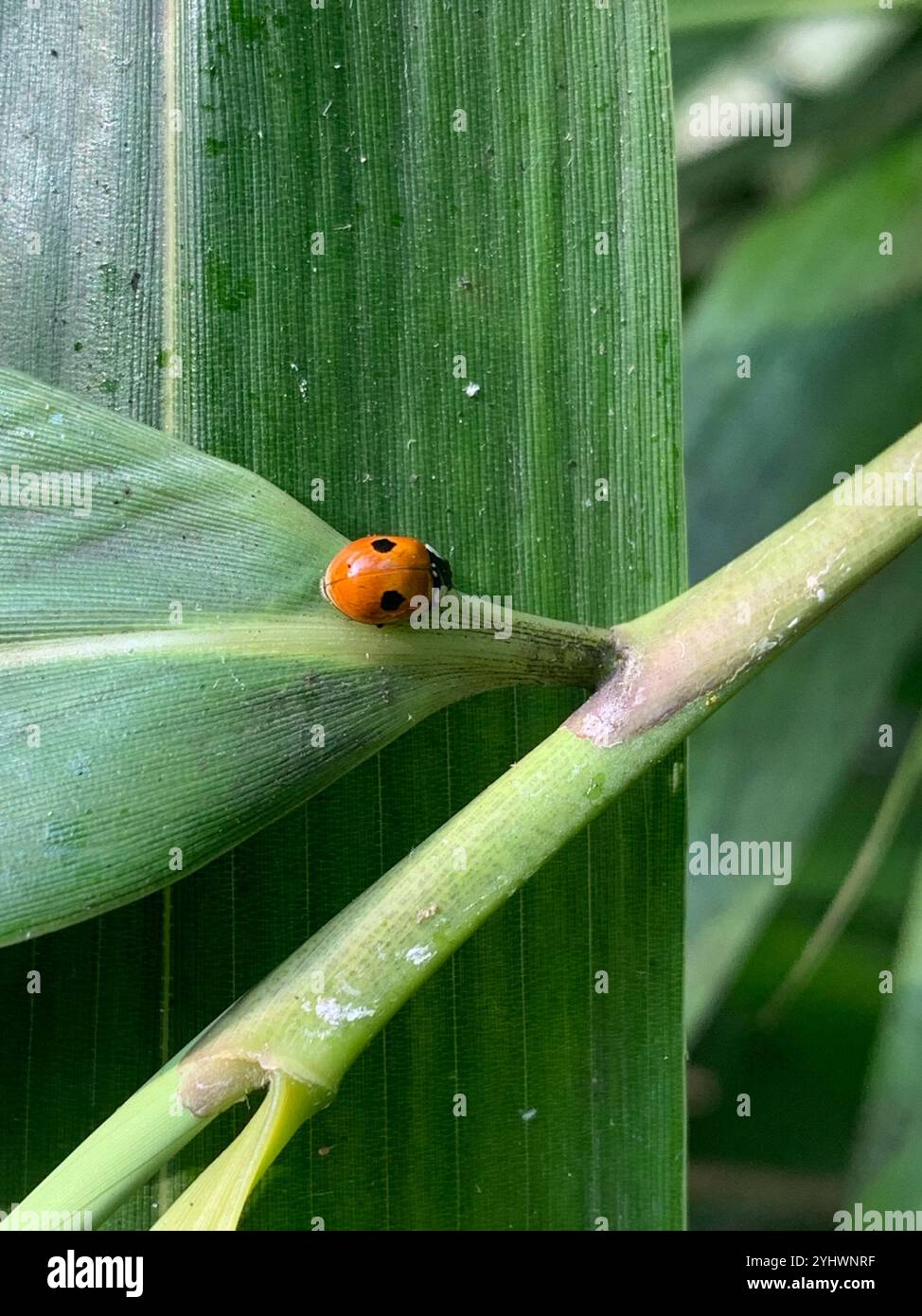 Two-spotted Lady Beetle (Adalia bipunctata Stock Photo - Alamy