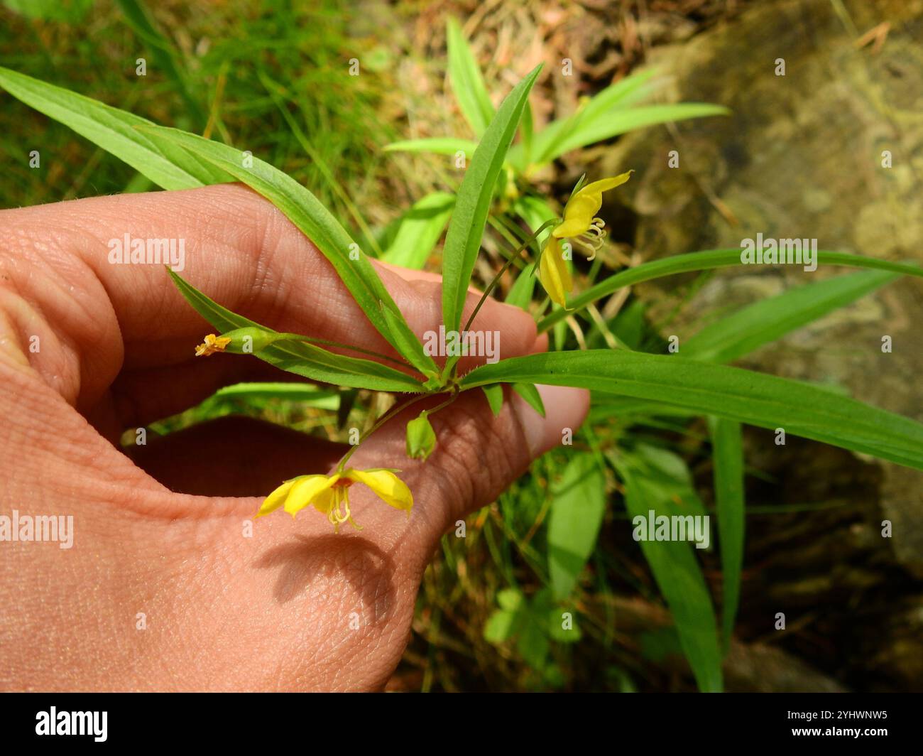 Lanceleaf Loosestrife (Lysimachia lanceolata Stock Photo - Alamy