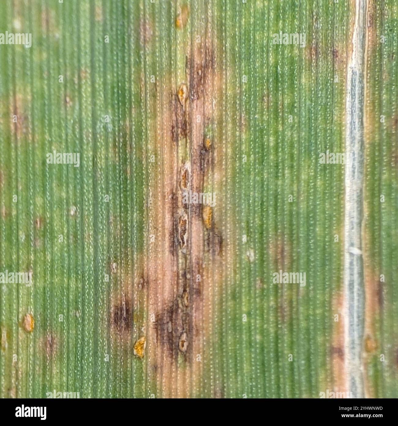 rust fungi (Pucciniales Stock Photo - Alamy