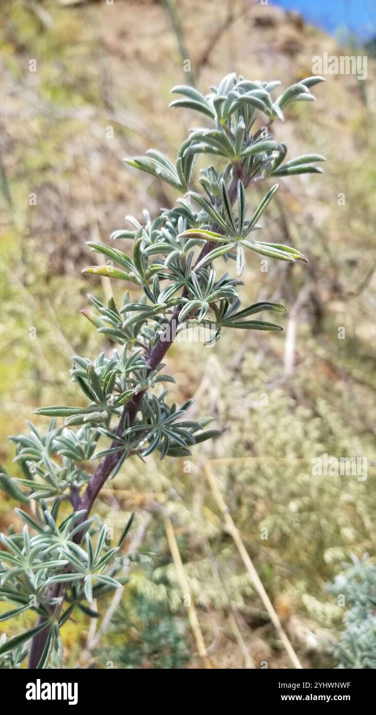Silver bush hi-res stock photography and images - Alamy