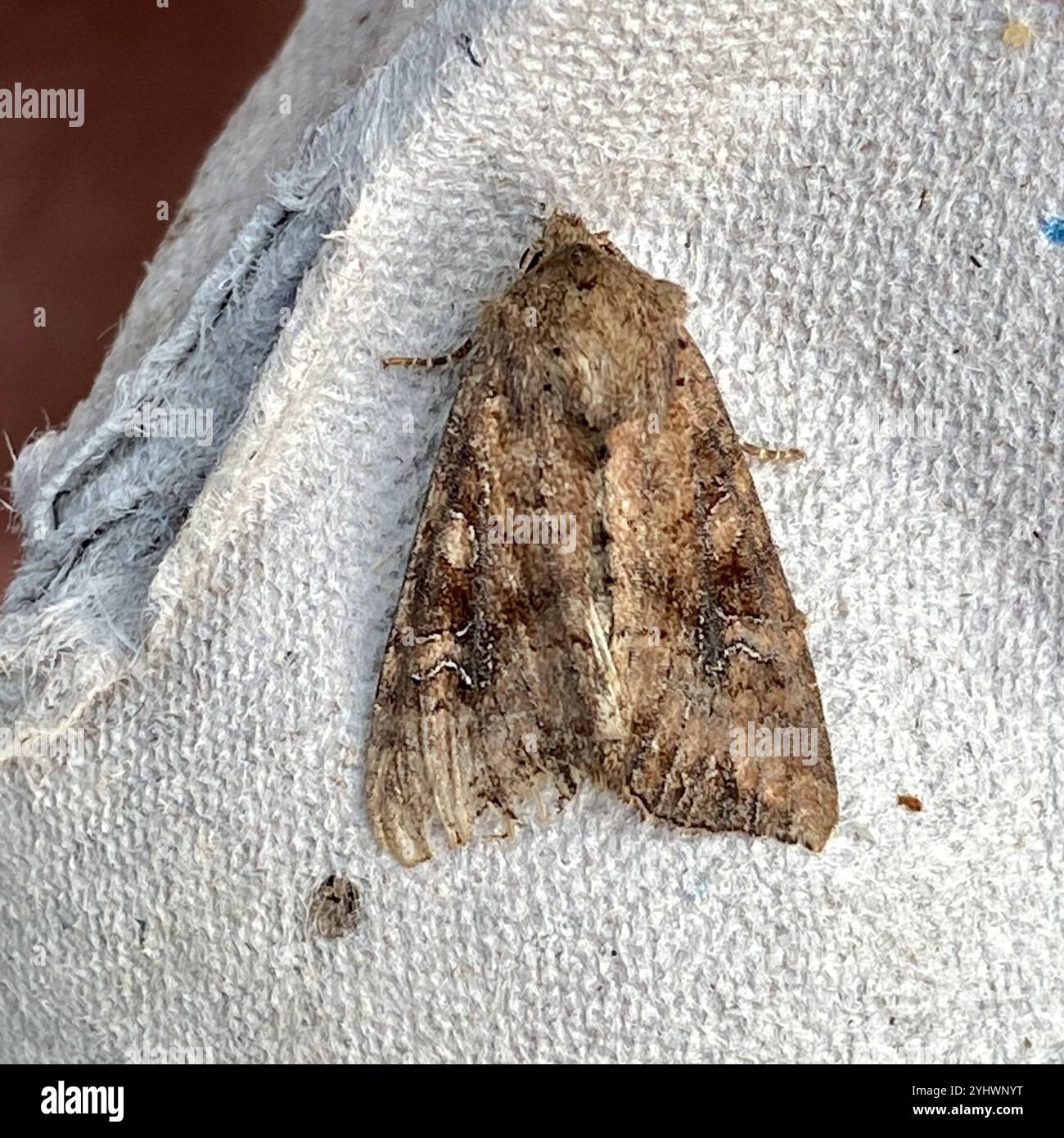 Sordens hi-res stock photography and images - Alamy