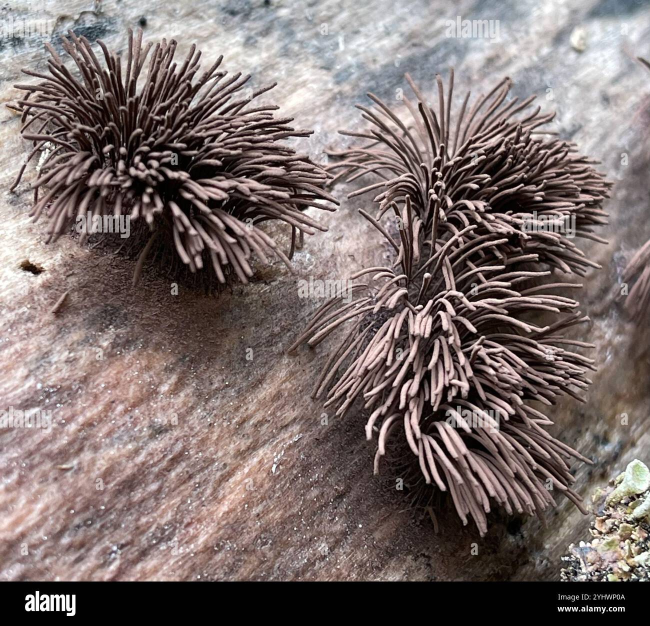 chocolate tube slime (Stemonitis splendens Stock Photo - Alamy