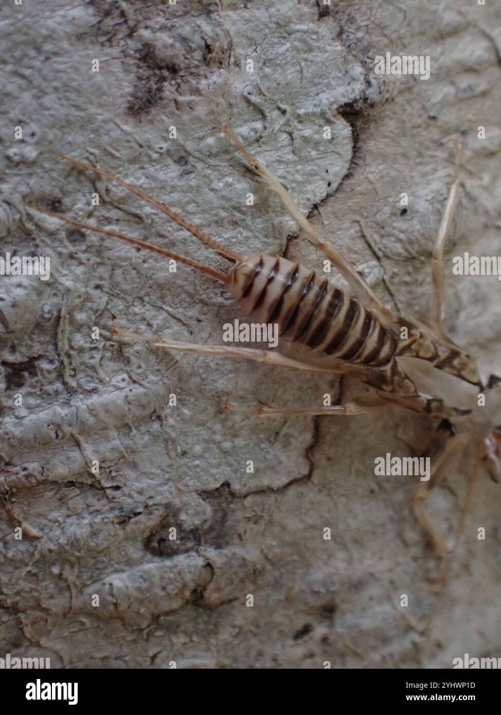 Common Stoneflies (Perlidae Stock Photo - Alamy