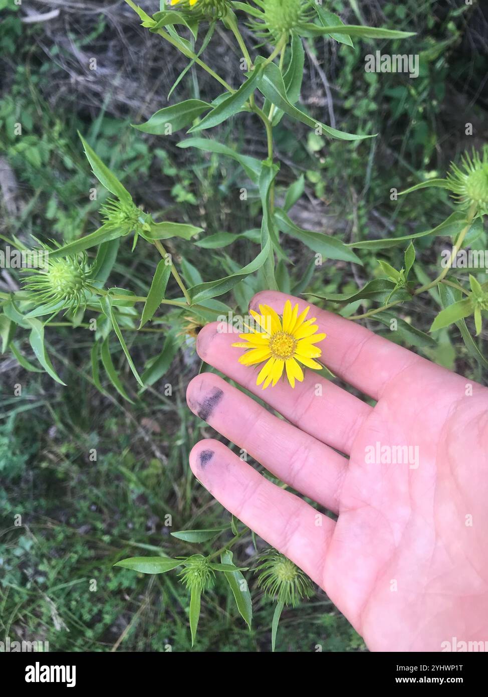 Grindelia lanceolata hi-res stock photography and images - Alamy