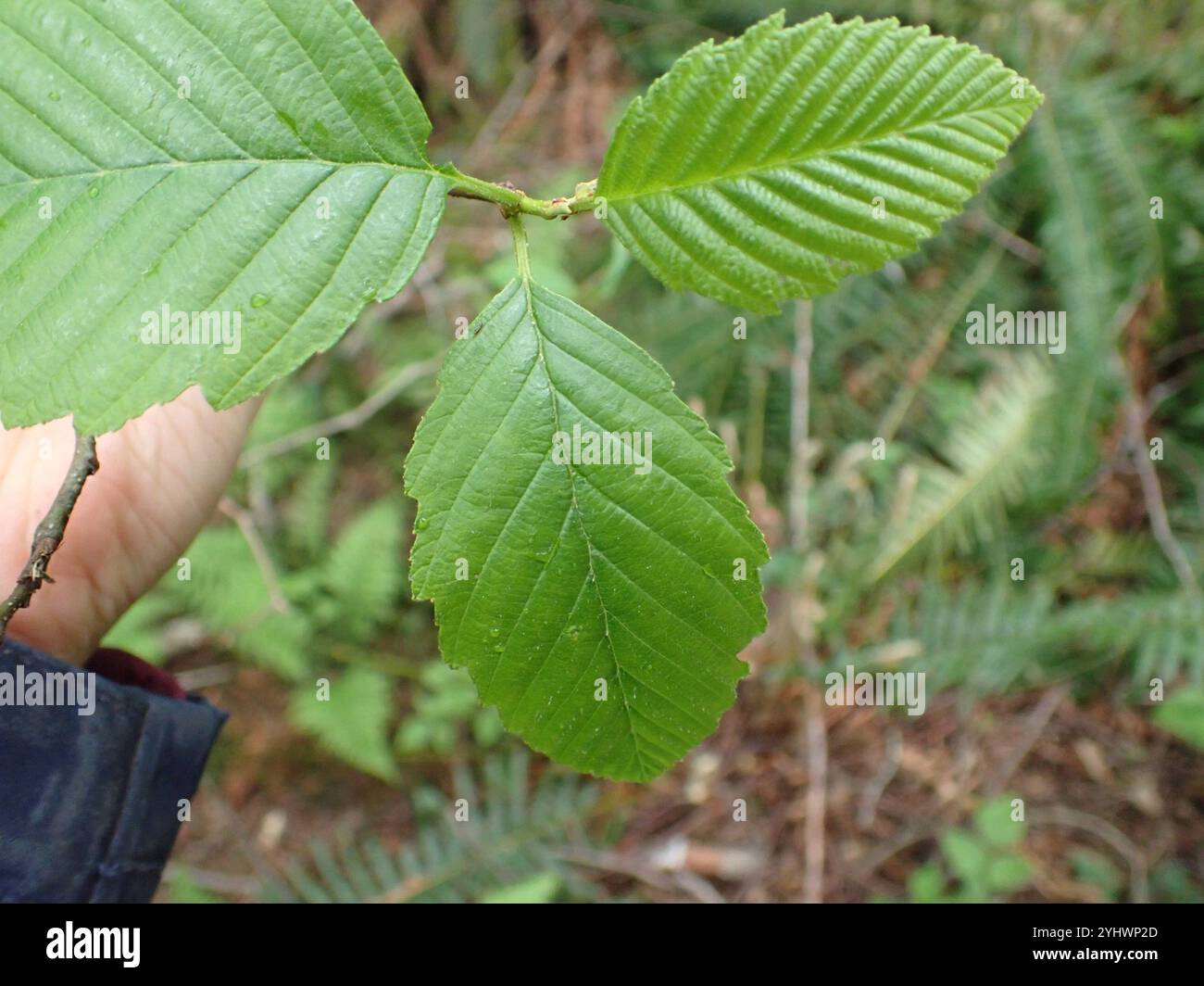 Red Alder (Alnus rubra Stock Photo - Alamy
