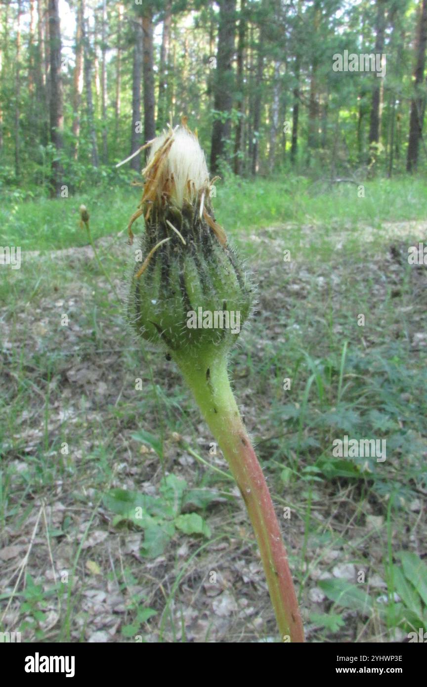Spotted Cat's-ear (Hypochaeris maculata Stock Photo - Alamy