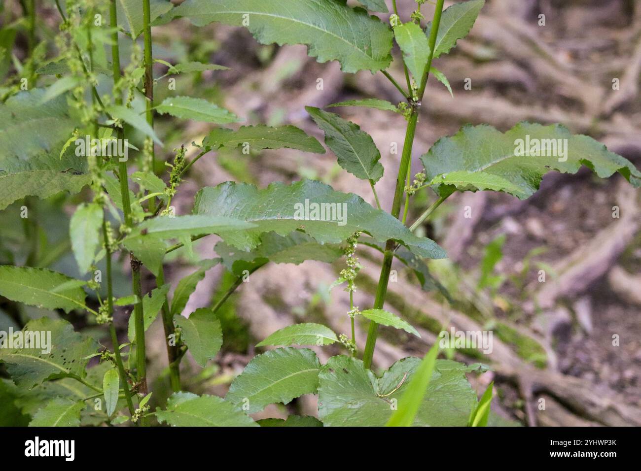Clustered Dock (Rumex conglomeratus Stock Photo - Alamy