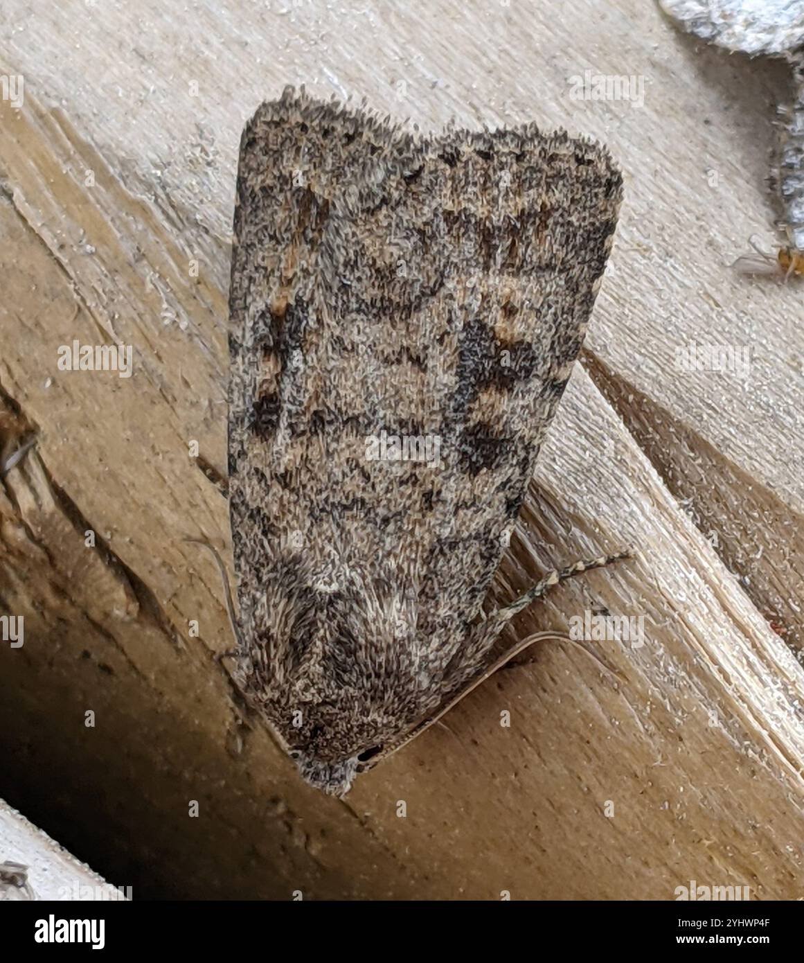 Mottled Rustic (Caradrina morpheus Stock Photo - Alamy