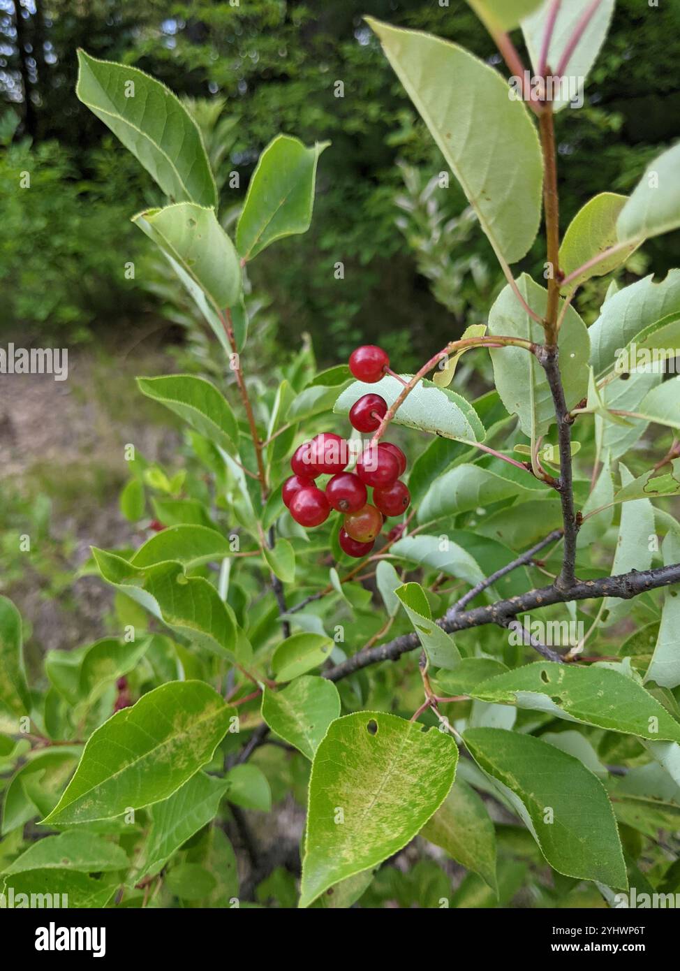 chokecherry (Prunus virginiana Stock Photo - Alamy