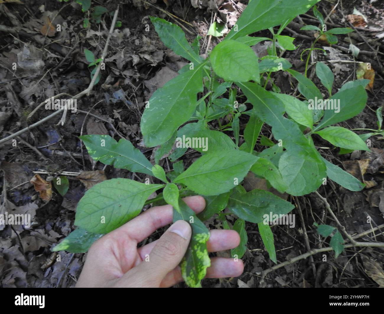 Wingstem (Verbesina alternifolia Stock Photo - Alamy