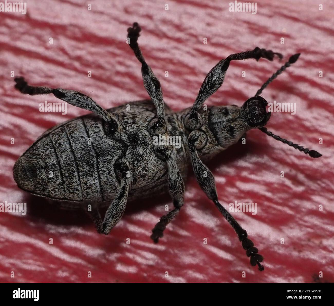 New york weevil hi-res stock photography and images - Alamy