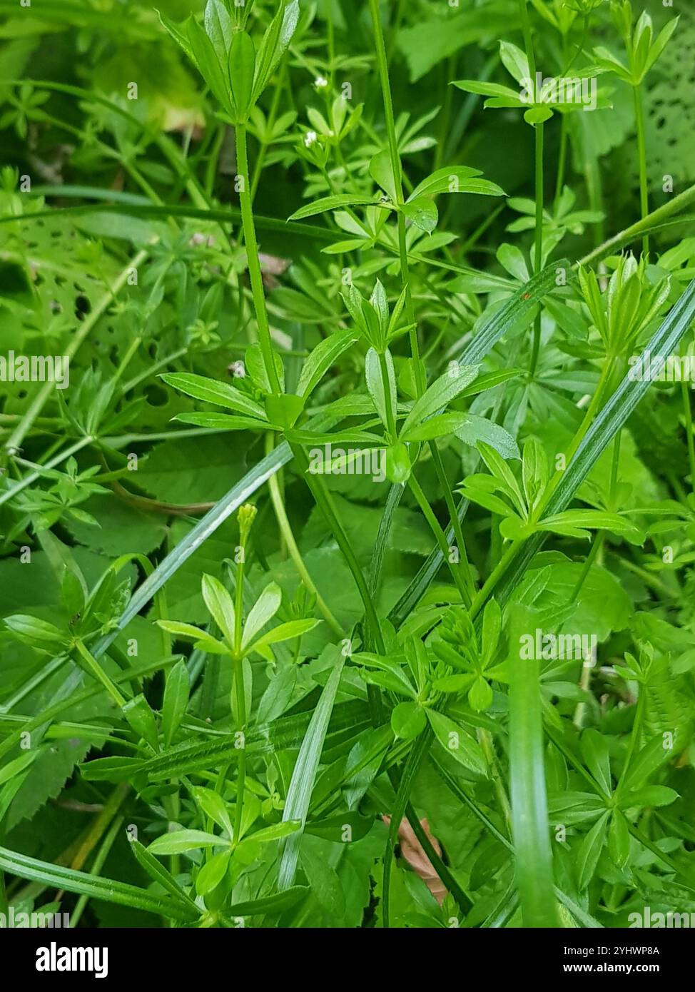 River Bedstraw (Galium rivale Stock Photo - Alamy