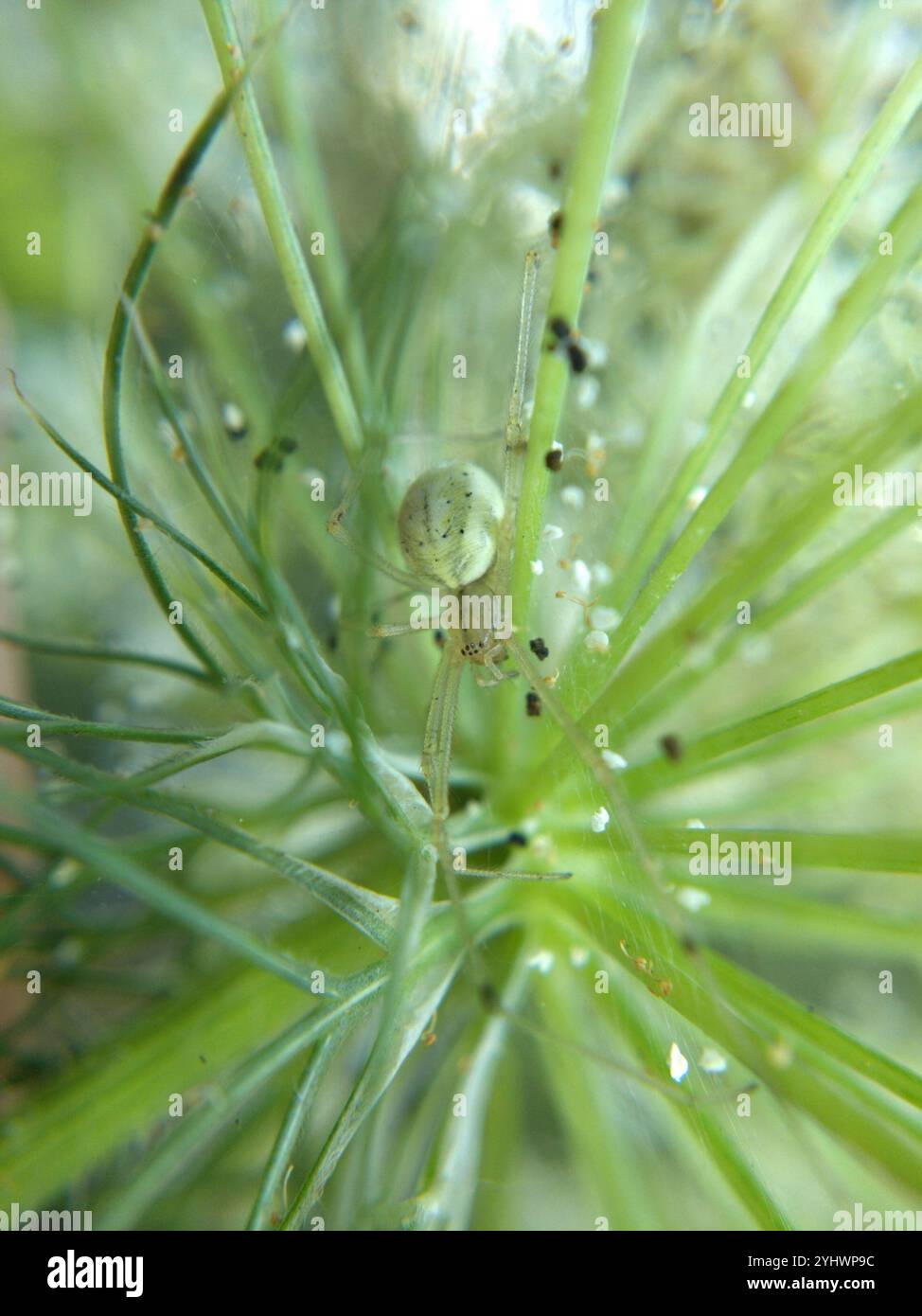 Common candy-striped spider (Enoplognatha ovata Stock Photo - Alamy