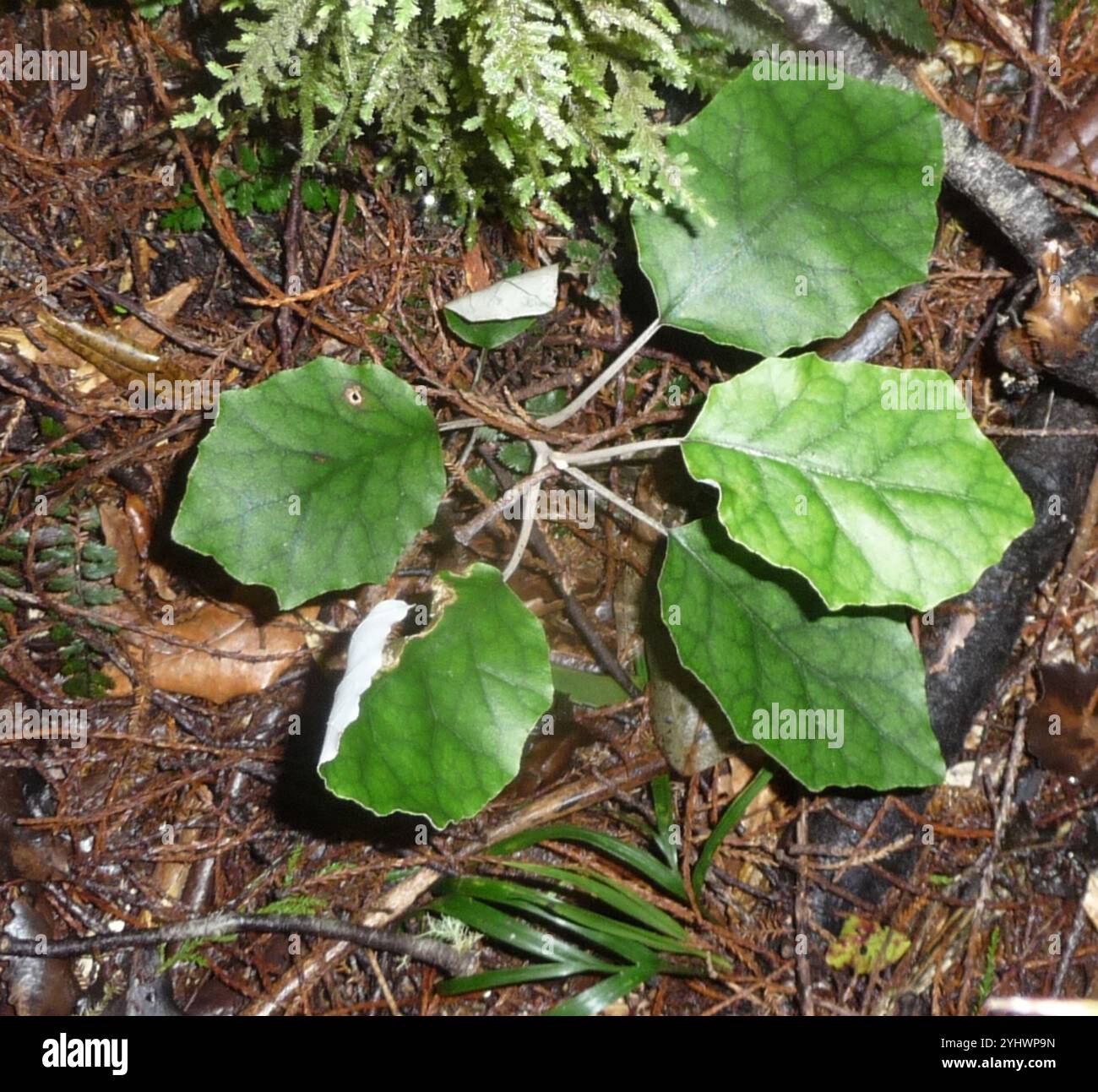 Brachyglottis repanda hi-res stock photography and images - Alamy