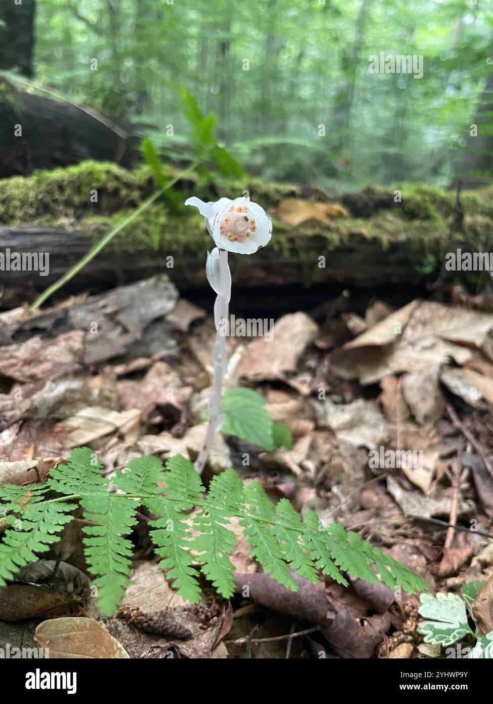 Ghost Pipe (Monotropa uniflora Stock Photo - Alamy