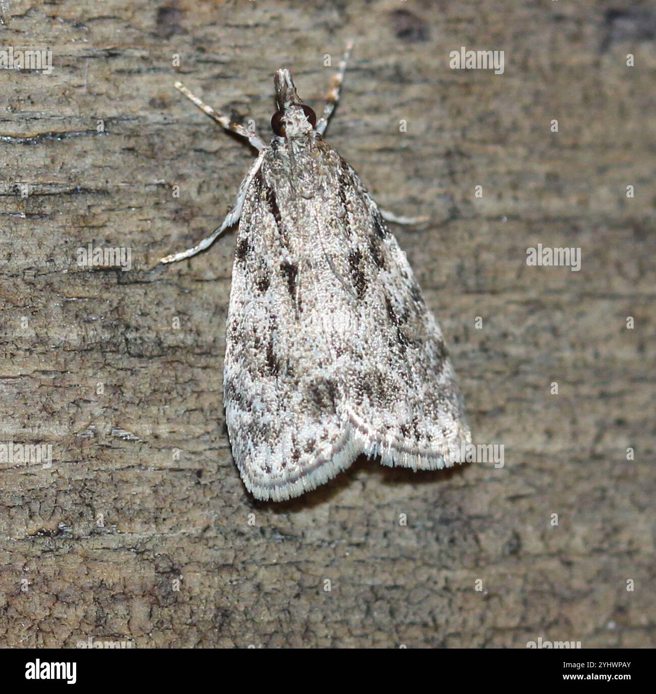 Many-spotted Scoparia Moth (Scoparia basalis Stock Photo - Alamy