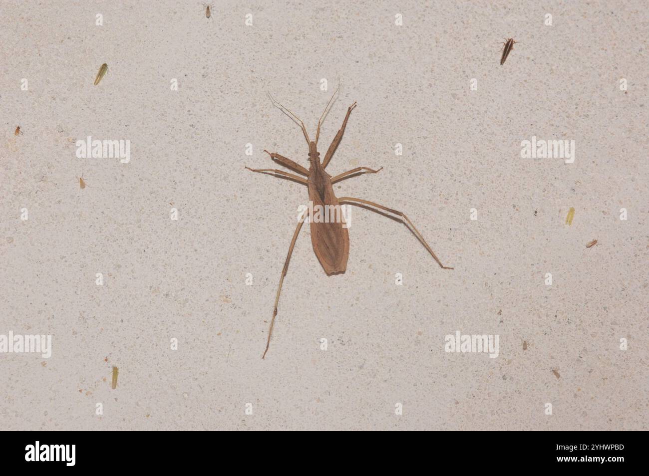 True Bugs, Hoppers, Aphids, and allies (Hemiptera Stock Photo - Alamy