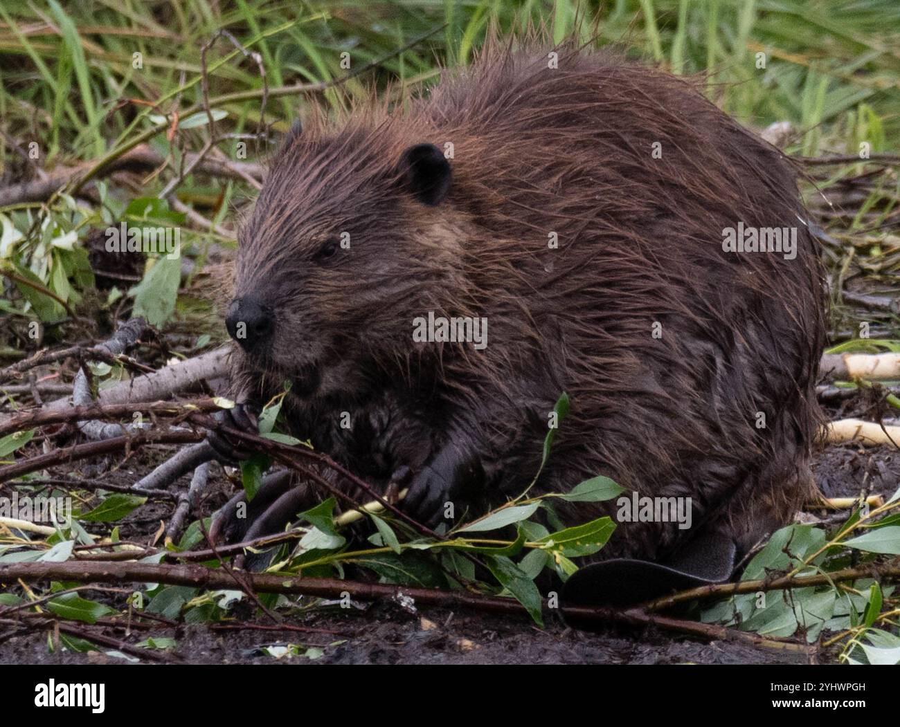American Beaver (Castor canadensis Stock Photo - Alamy