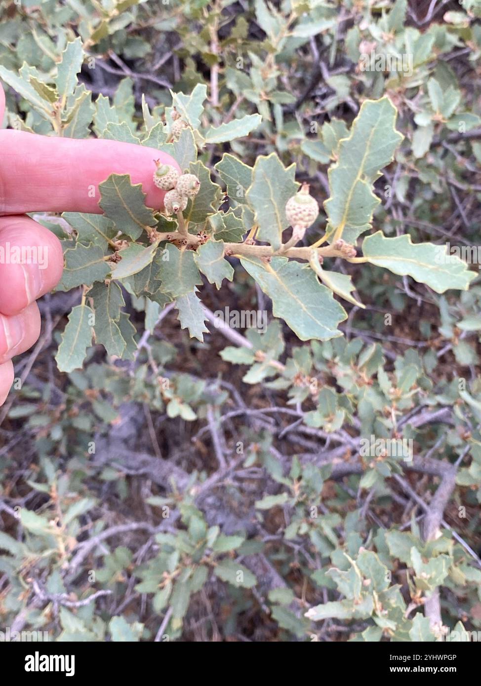 Sonoran scrub oak (Quercus turbinella Stock Photo - Alamy