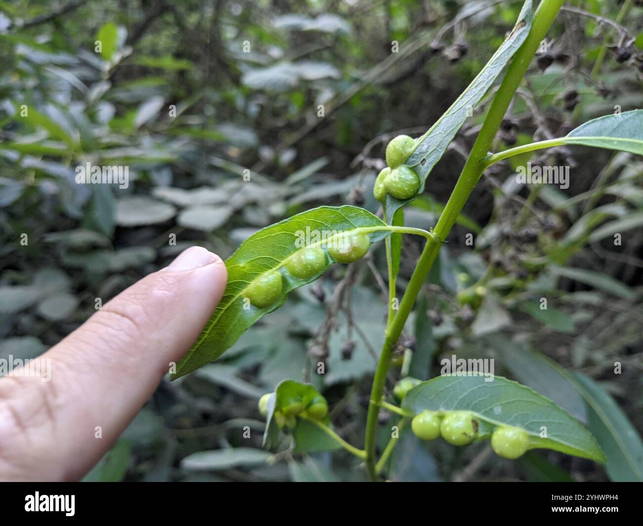 Willow Apple Gall Sawfly (Euura californica Stock Photo - Alamy