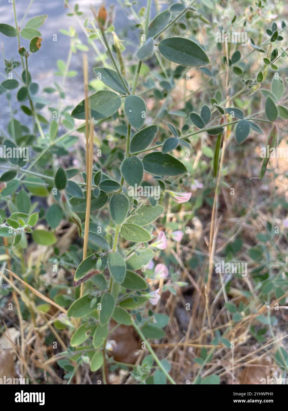 Spanish clover (Acmispon americanus Stock Photo - Alamy