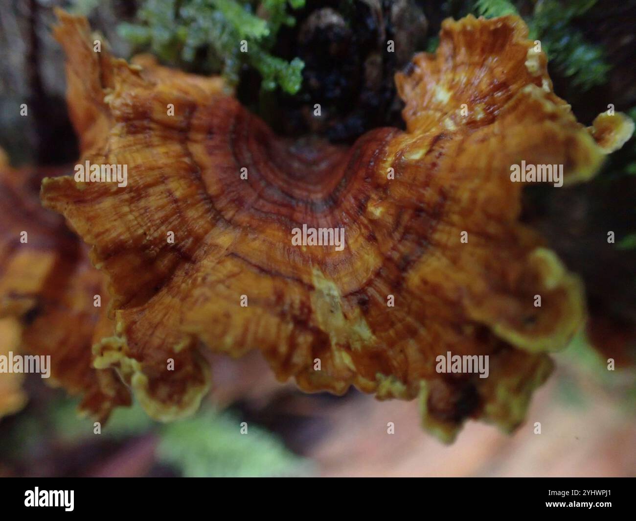 Basidiomycete Fungi (Basidiomycota Stock Photo - Alamy