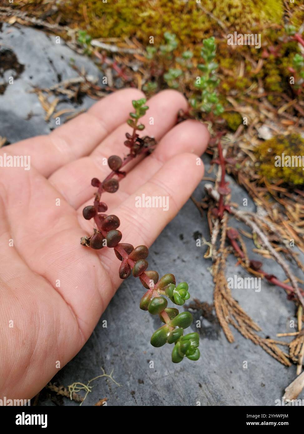 Pacific stonecrop (Sedum divergens Stock Photo - Alamy