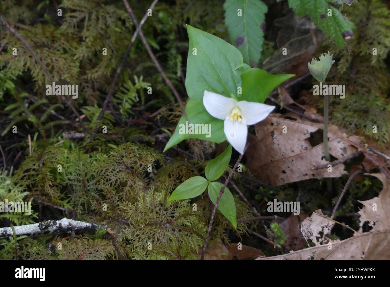 Pacific trillium (Trillium ovatum Stock Photo - Alamy