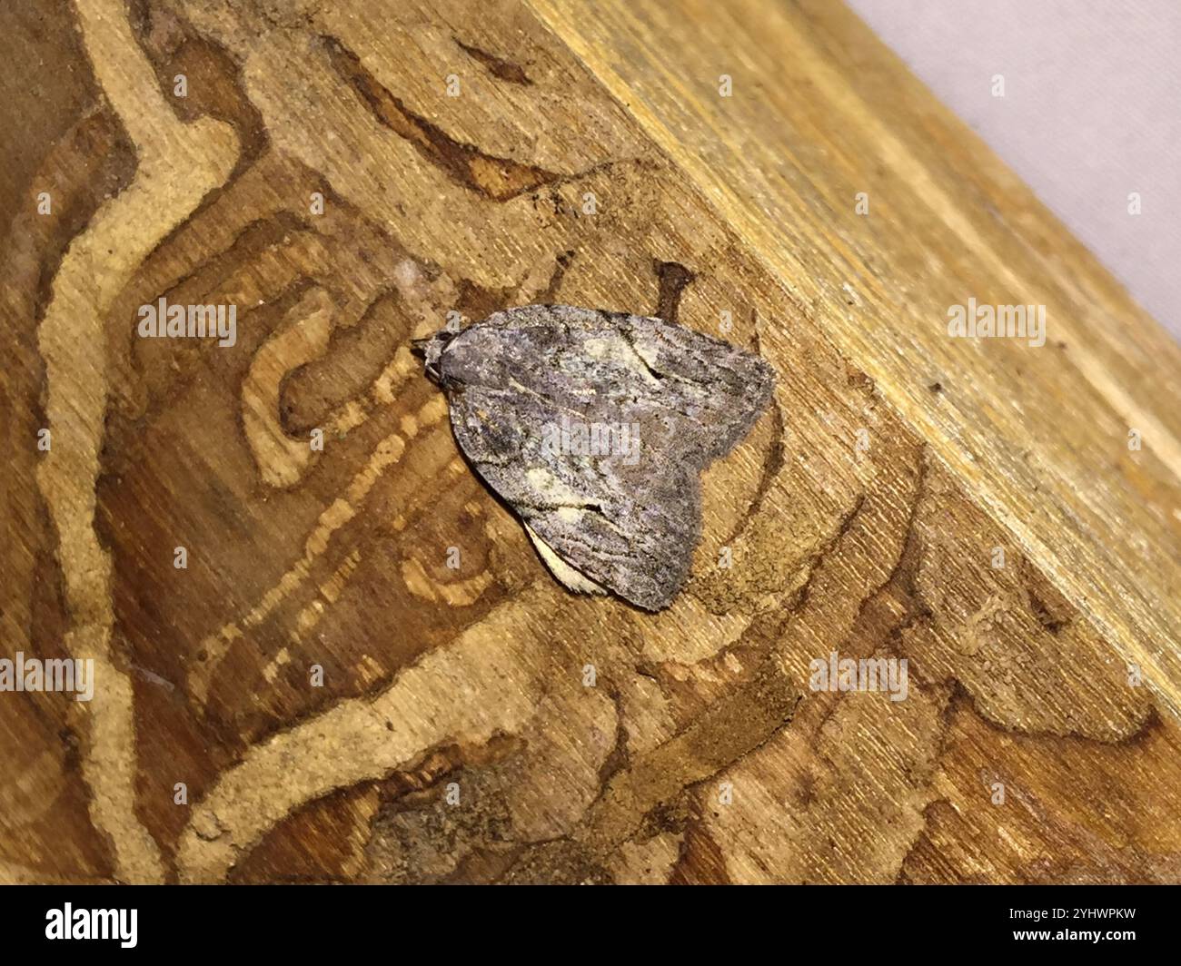 White-blotched Balsa Moth (Balsa labecula Stock Photo - Alamy