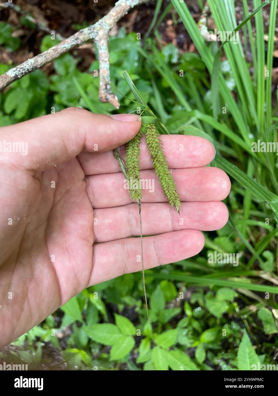 nodding sedge (Carex gynandra Stock Photo - Alamy