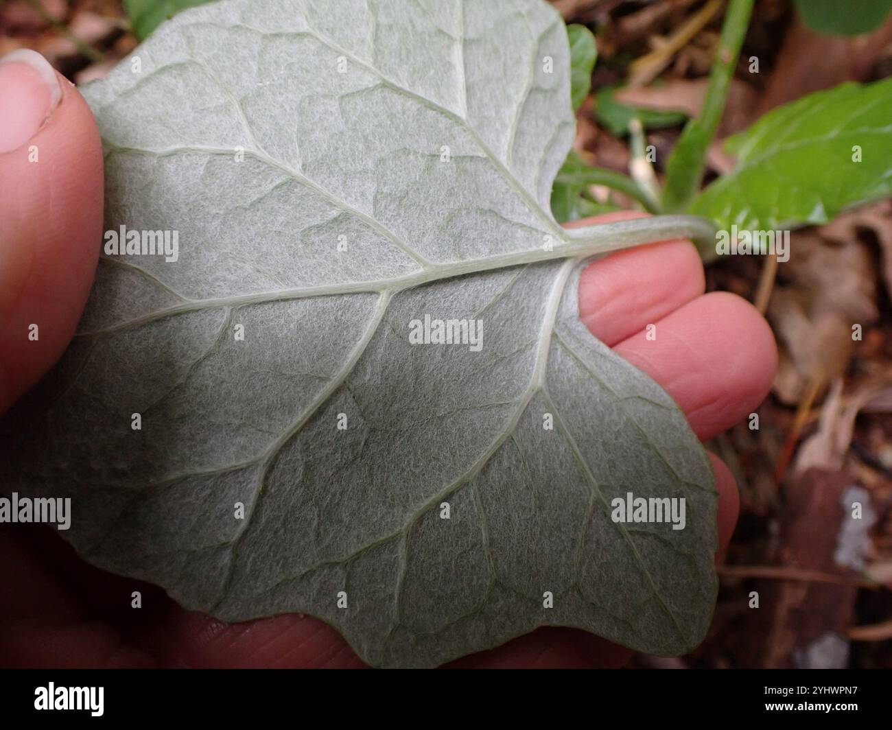 American trailplant (Adenocaulon bicolor Stock Photo - Alamy