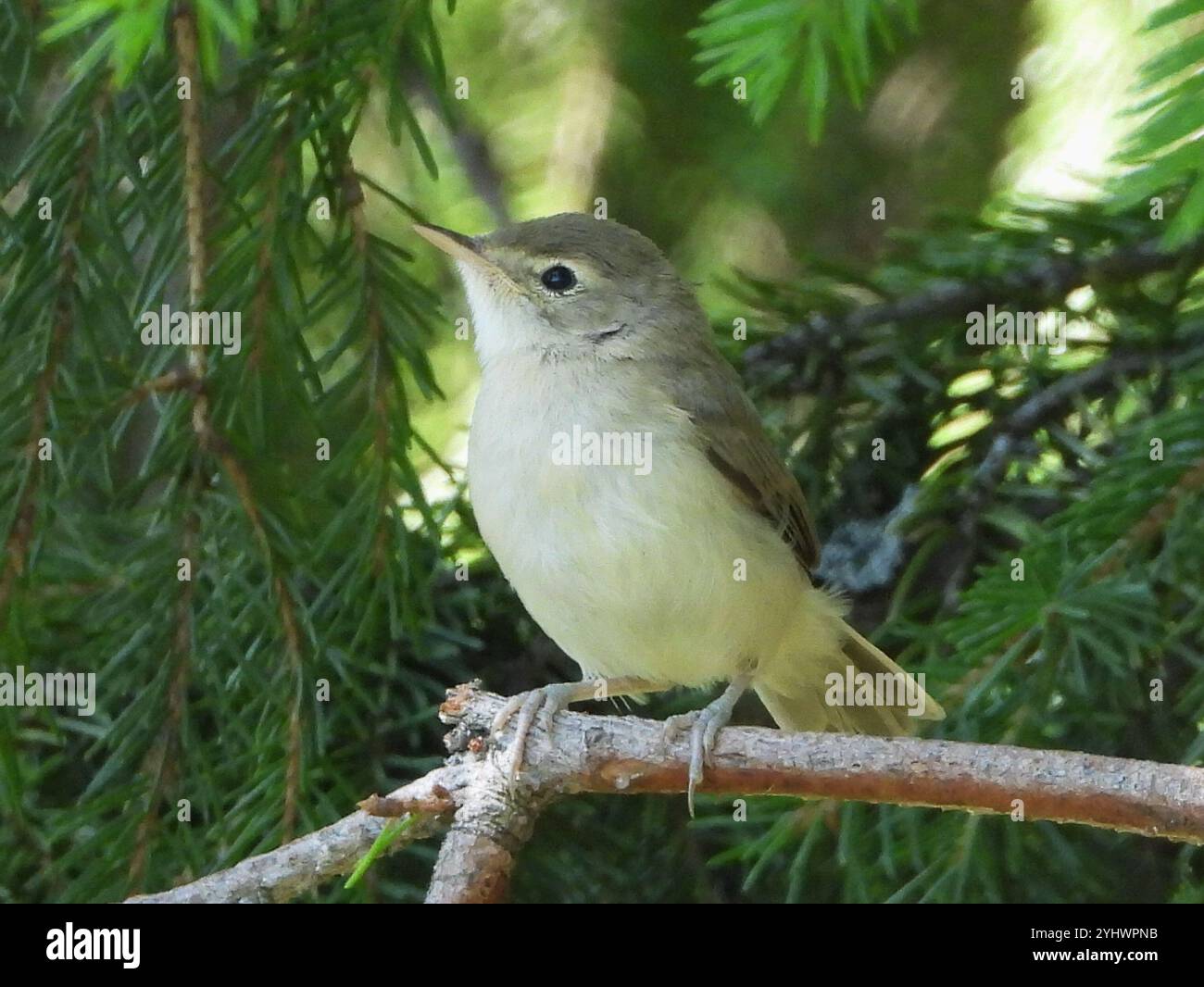 Reed warblers and allies hi-res stock photography and images - Alamy