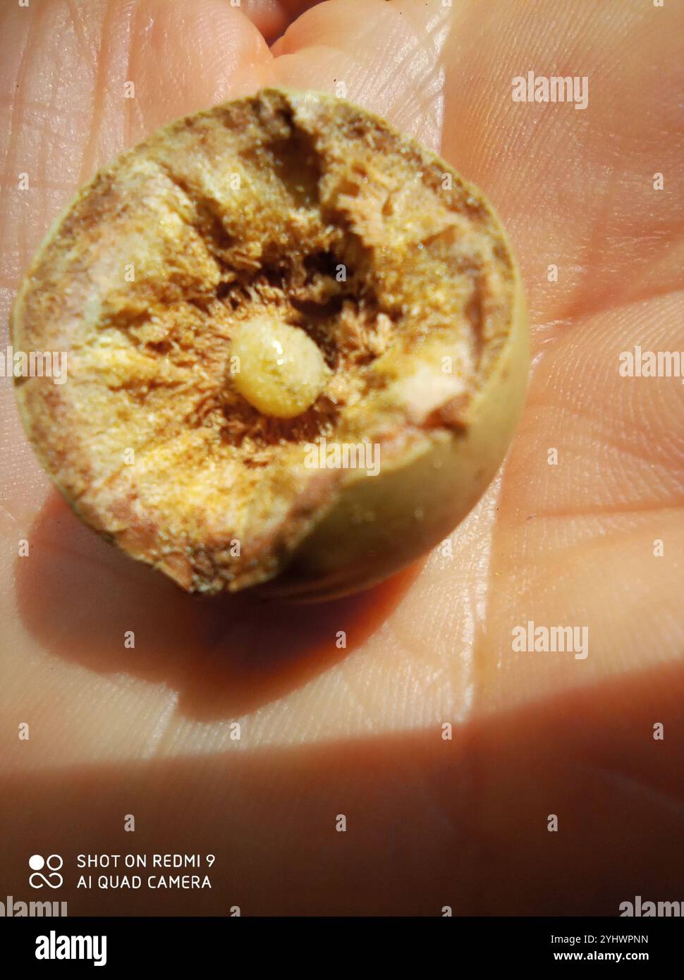 Oak Marble Gall Wasp (Andricus kollari Stock Photo - Alamy