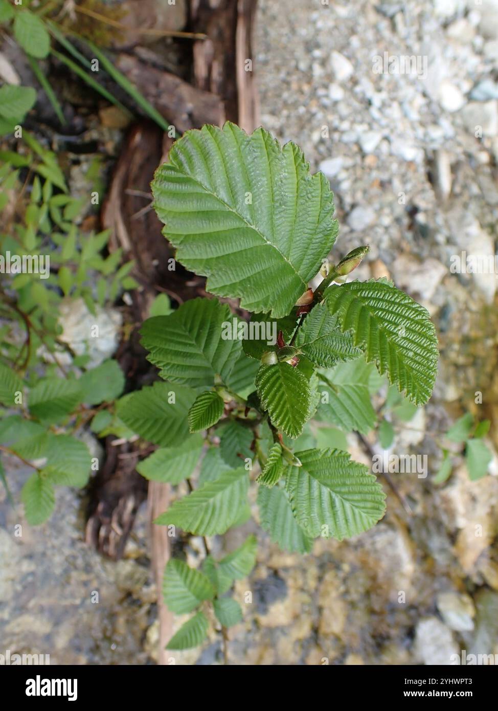 Red Alder (Alnus rubra Stock Photo - Alamy