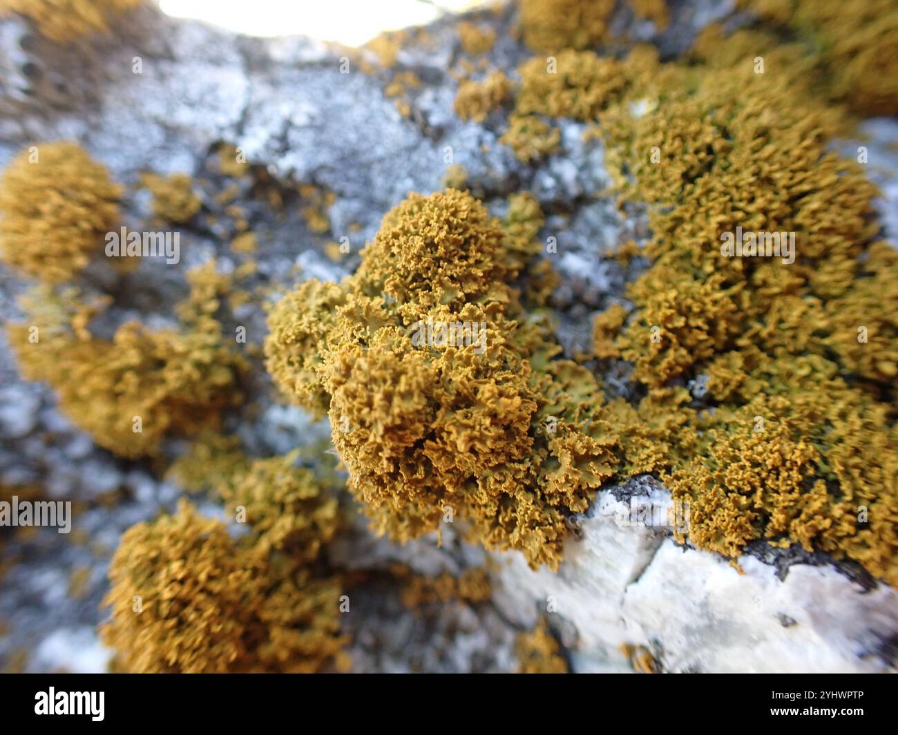 Shrubby Sunburst Lichen (Polycauliona candelaria Stock Photo - Alamy