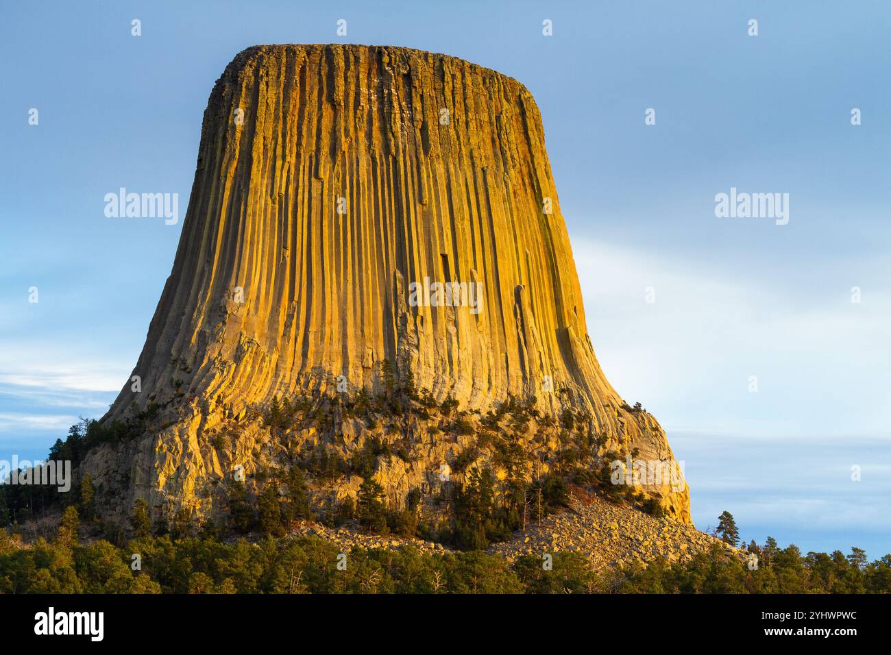 Devil's Tower rises above ponderosa pine trees in Devil's Tower ...