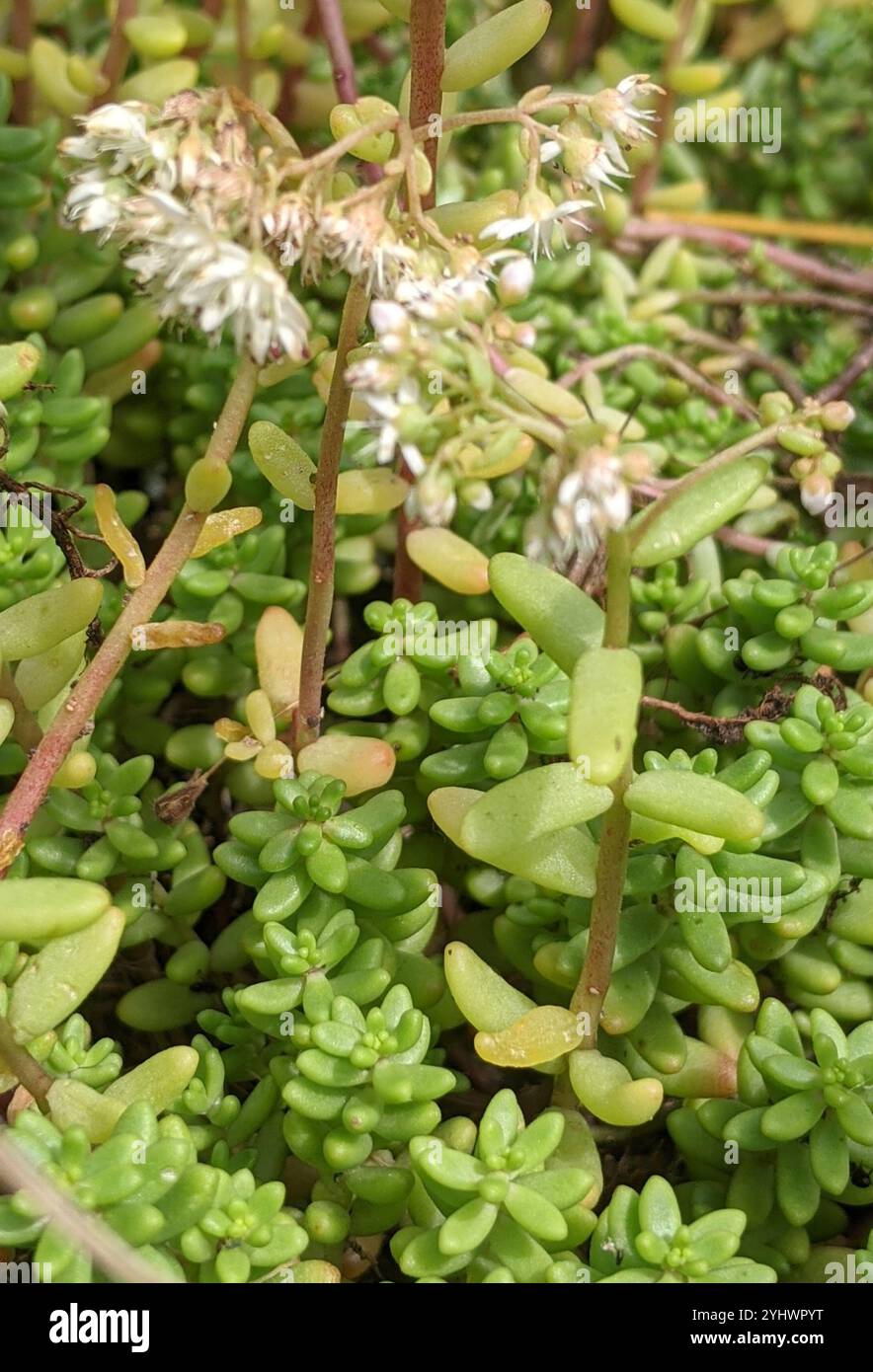 white stonecrop (Sedum album Stock Photo - Alamy