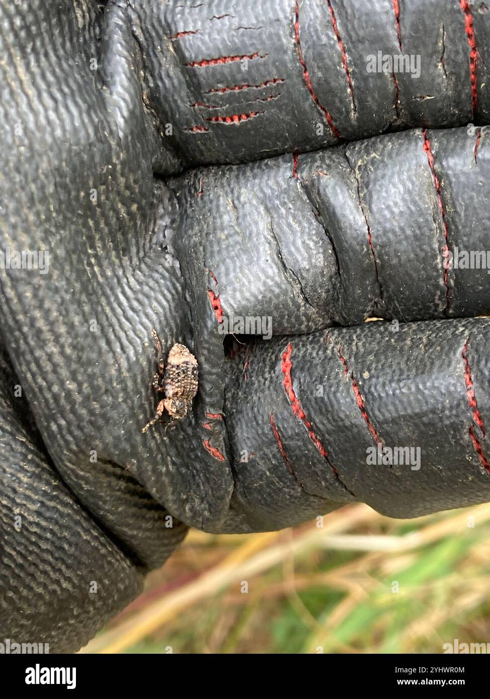 Poplar-and-Willow Borer (Cryptorhynchus lapathi Stock Photo - Alamy