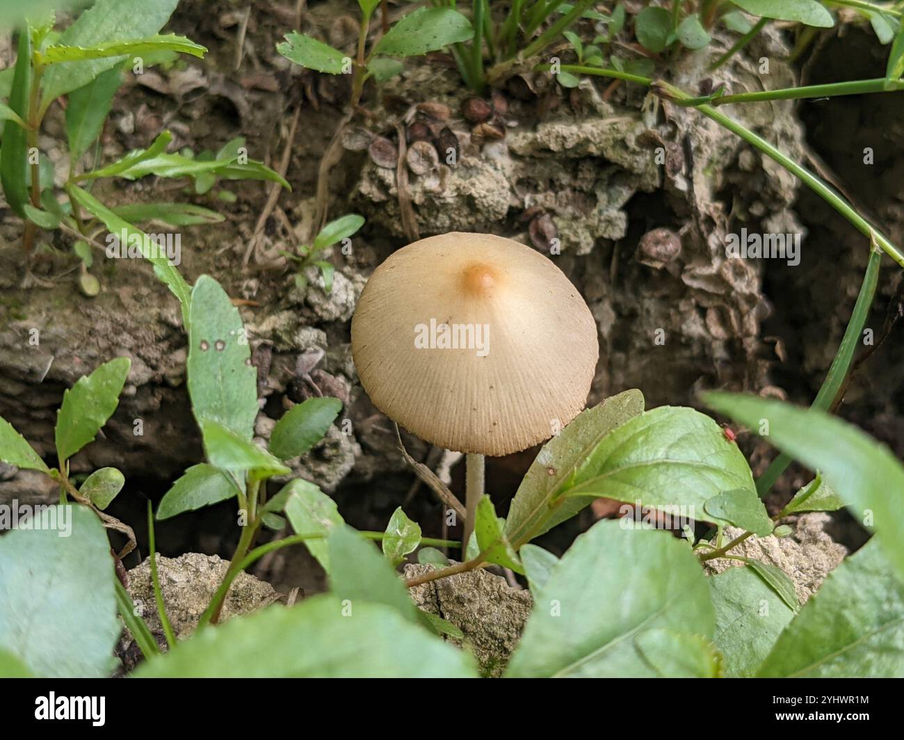 Milky conecap conocybe apala hi-res stock photography and images - Alamy