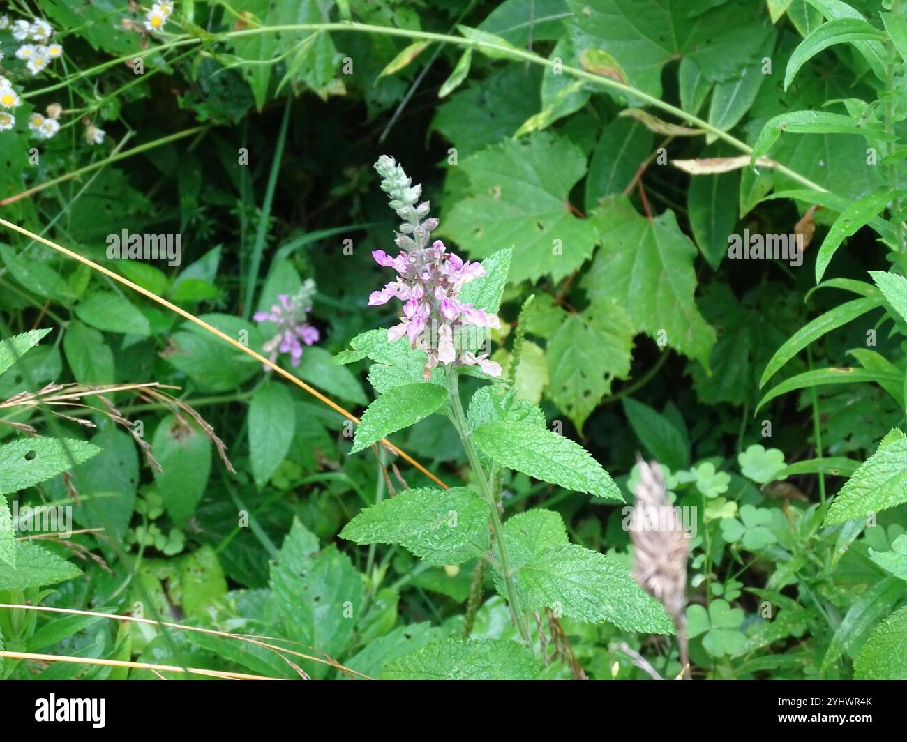 American germander (Teucrium canadense Stock Photo - Alamy