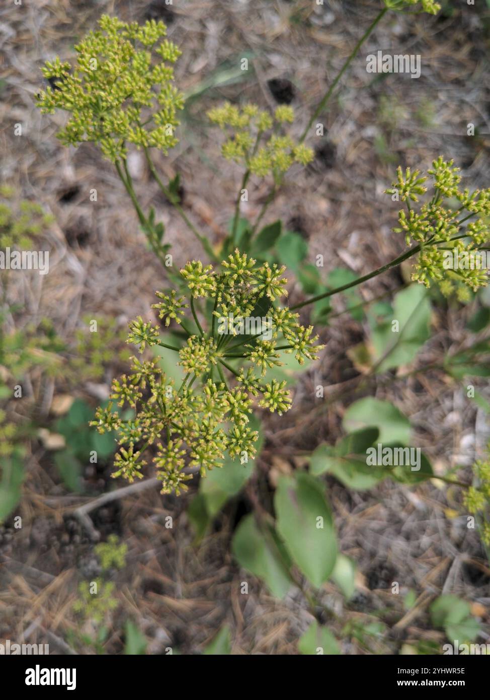 heart-leaf golden Alexanders (Zizia aptera Stock Photo - Alamy