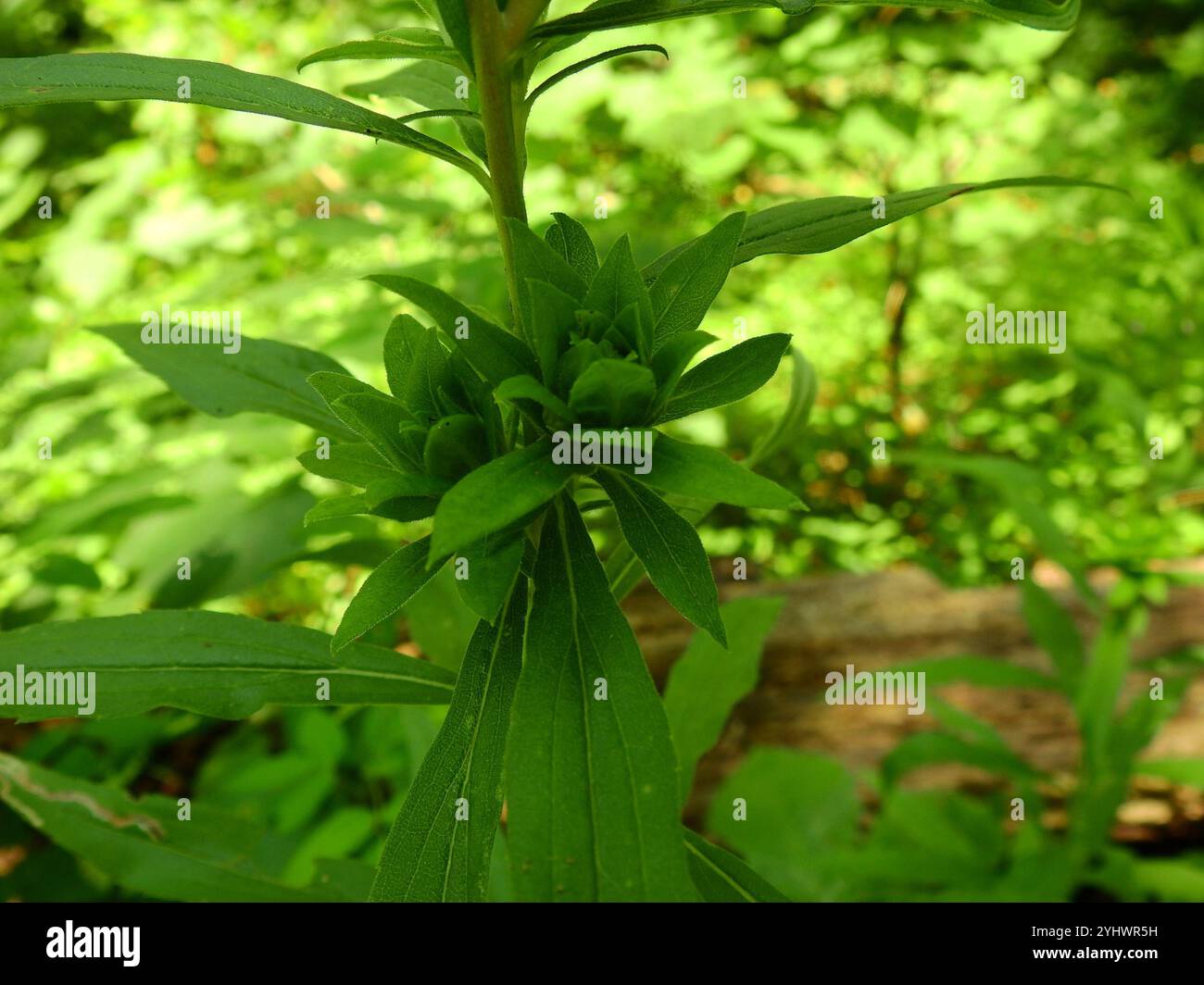 Goldenrod Brussels Sprout Gall Fly (Procecidochares atra Stock Photo ...