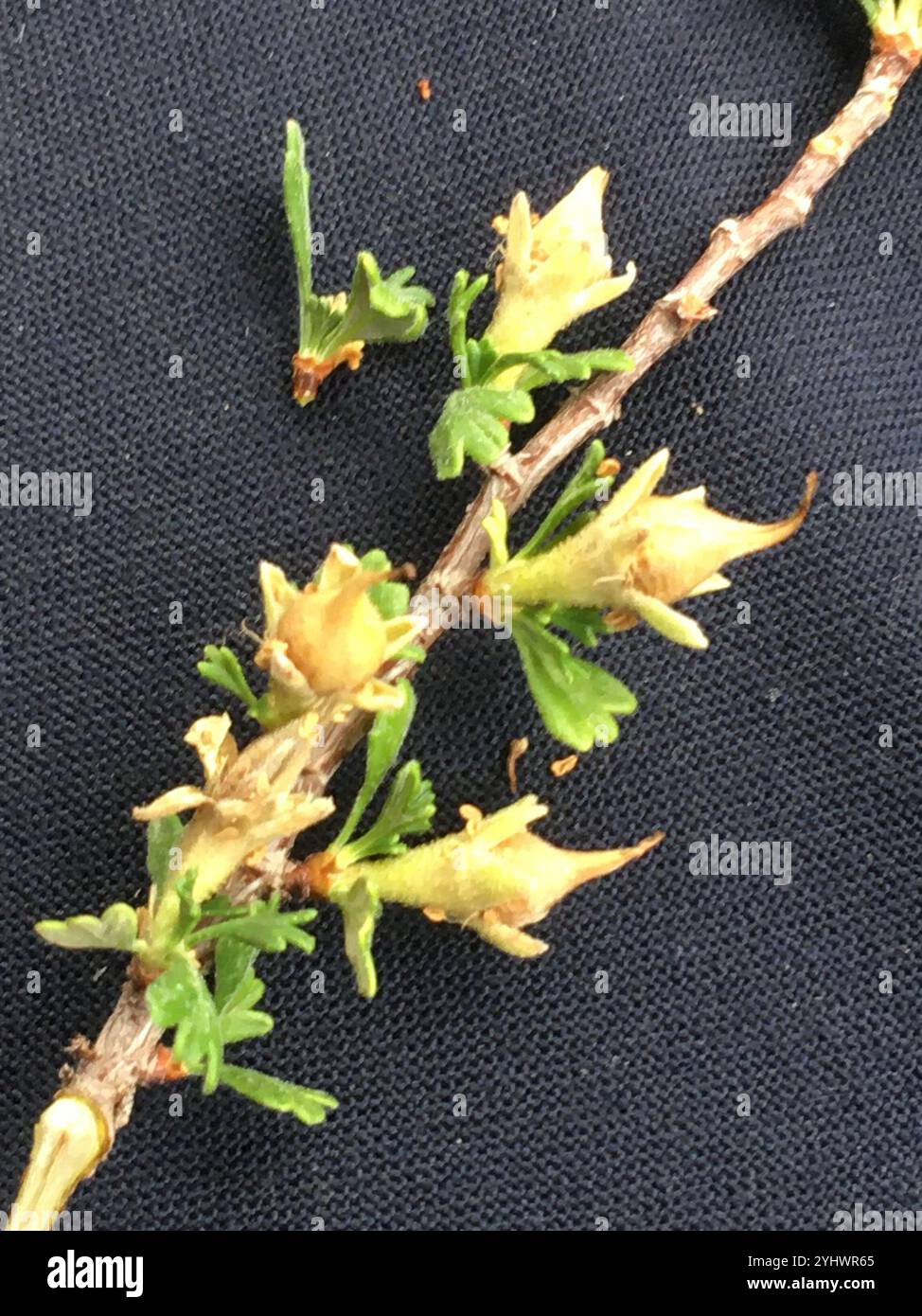 Antelope Bitterbrush (Purshia tridentata Stock Photo - Alamy