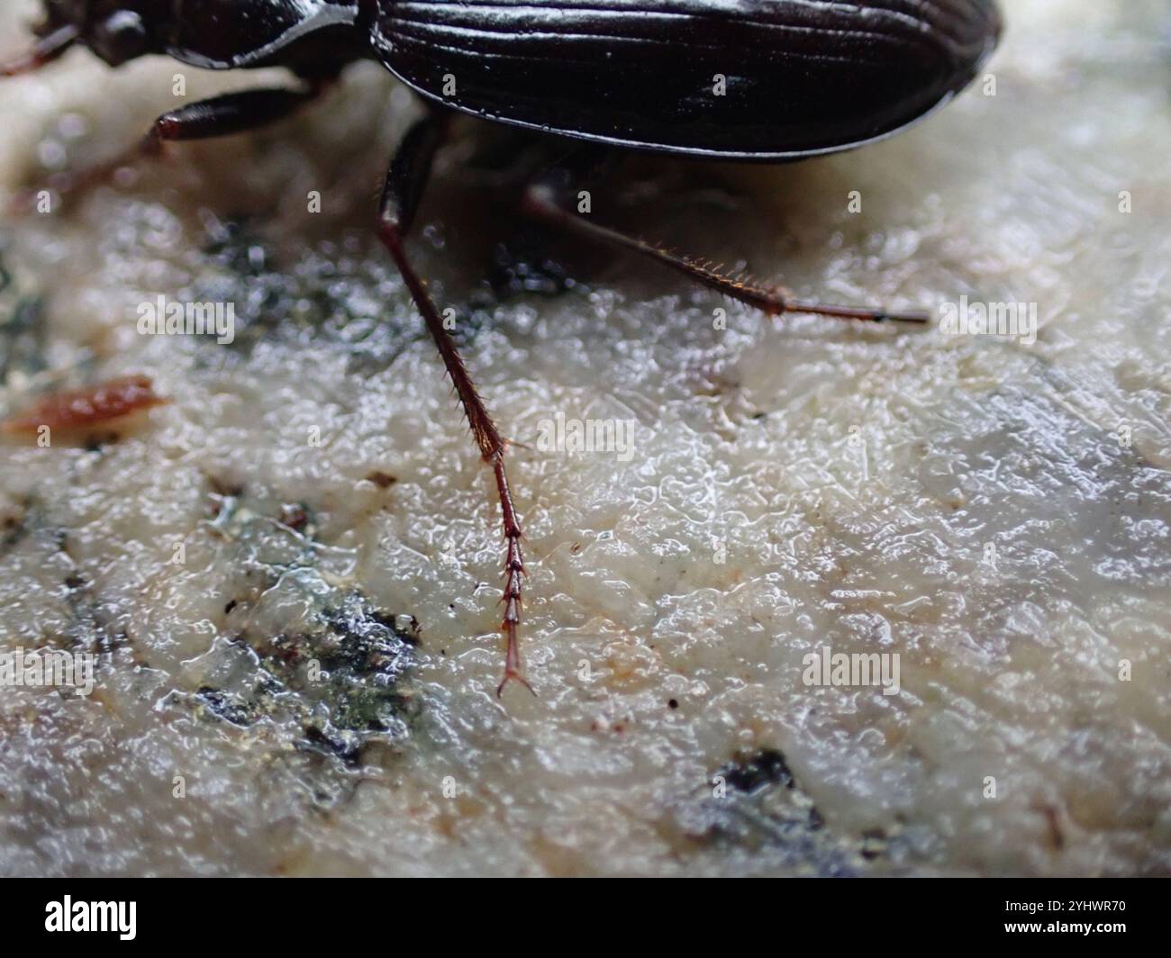 Gazelle Beetles (Nebria Stock Photo - Alamy