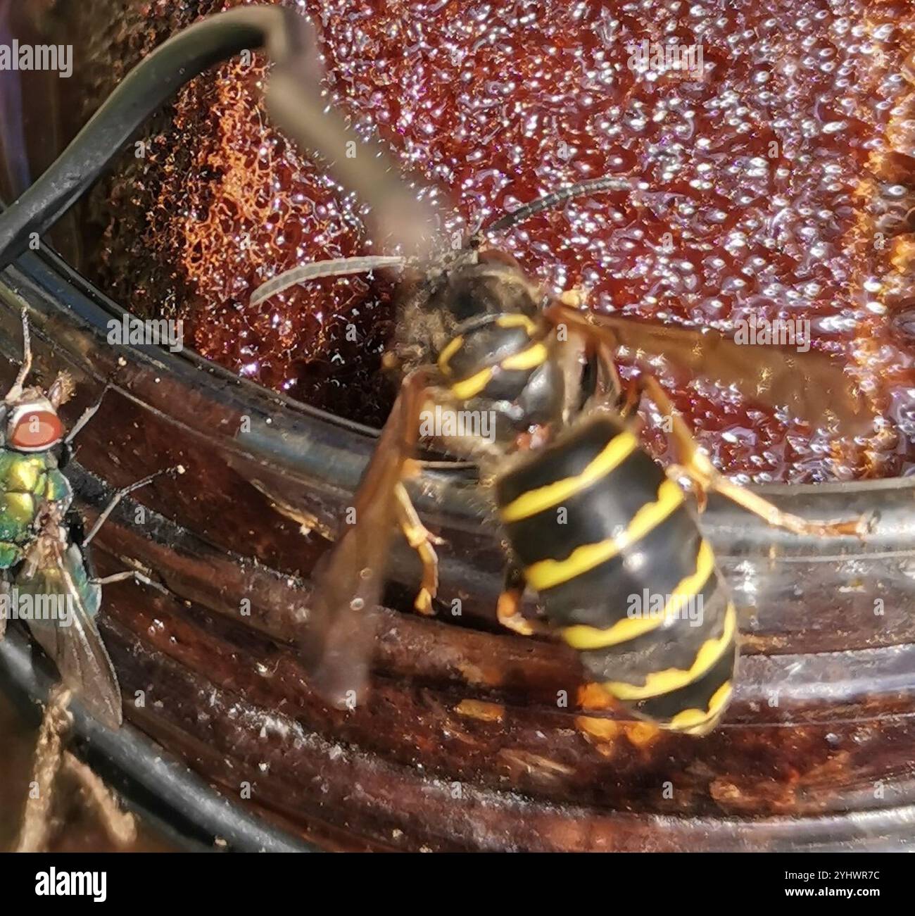 Median Wasp (Dolichovespula media Stock Photo - Alamy