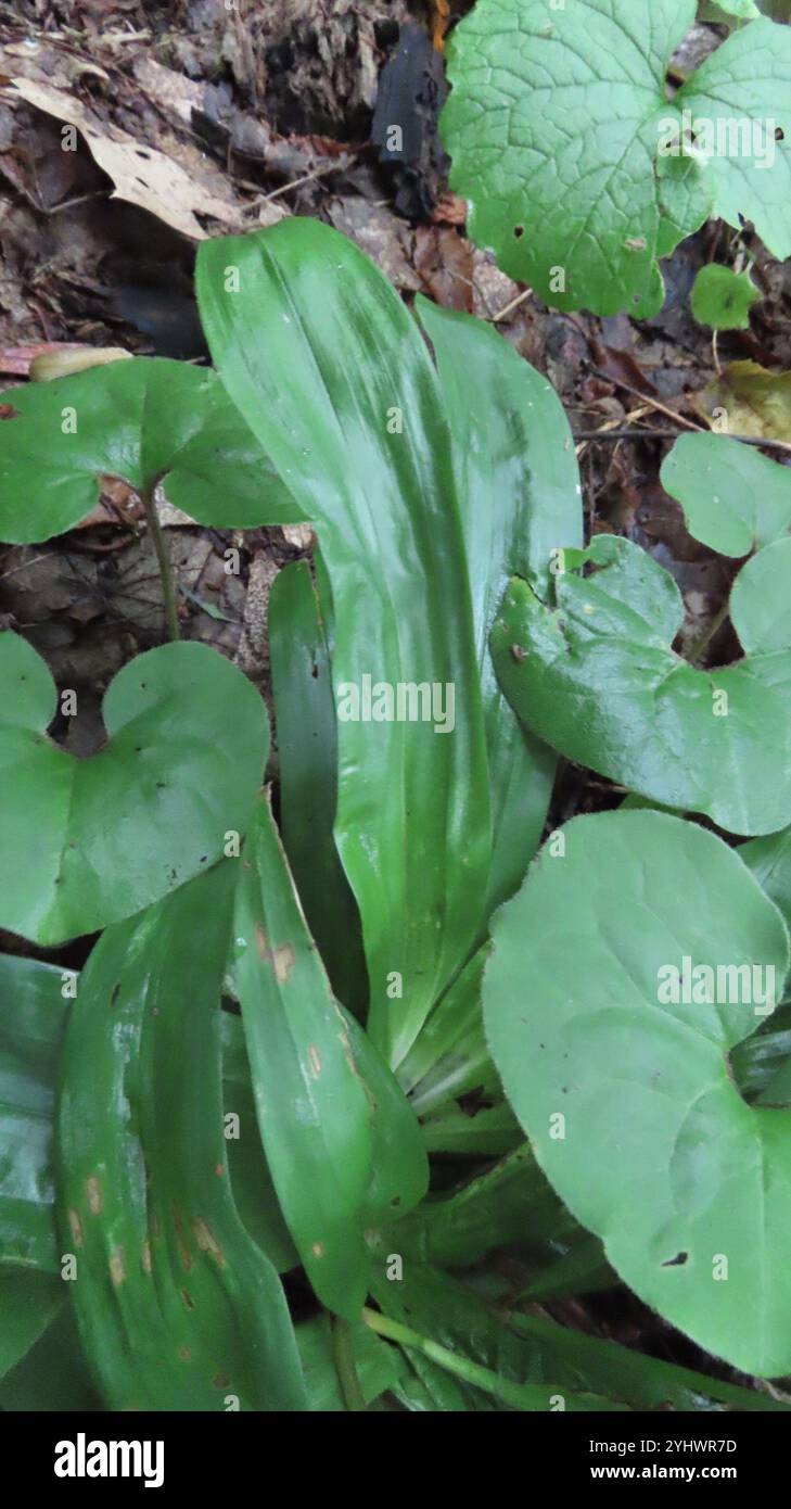 White Bear Sedge (Carex albursina Stock Photo - Alamy