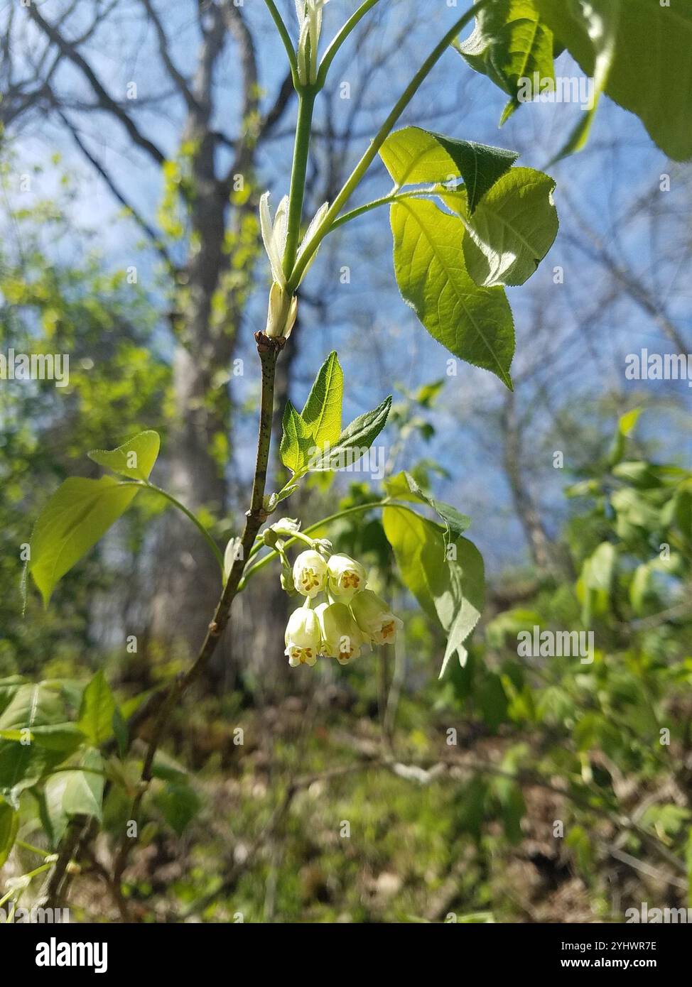 American bladdernut (Staphylea trifolia Stock Photo - Alamy