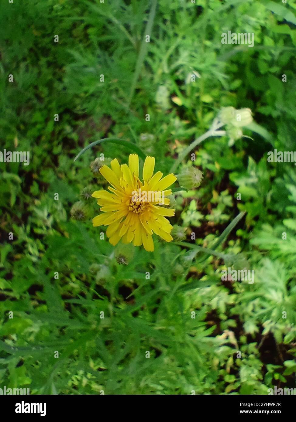 narrow-leaved hawksbeard (Crepis tectorum Stock Photo - Alamy